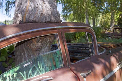 Tree Sucking On Itself R TreesSuckingOnThings