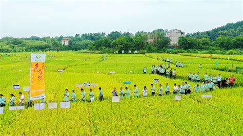 李必湖罗利军许靖波陈光辉与会全国节水抗旱稻发展研讨暨现场观摩会在湖南举行 南方农村报
