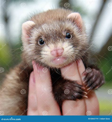 Person Holding Ferret Stock Image Image Of Mustela Looks