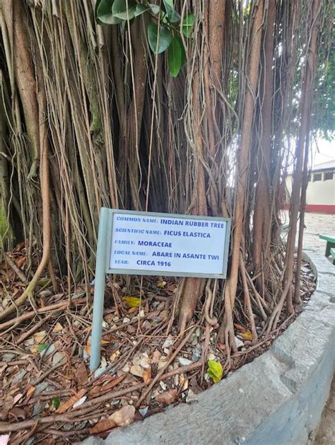 The Kum Tree Legacy Separating Myths From Facts In Kumasi Explore Kumasi