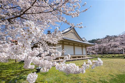 醍醐の花見で知られる醍醐寺｜観光｜funjapo｜京都観光・グルメ・イベントなどのおすすめ情報