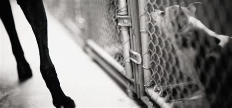 Animal Cruelty As A Federal Crime Trump Is Expected To Sign Bill