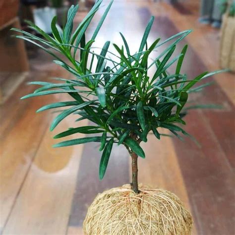 Growing Podocarpus Macrophyllus Care Tips For The Fern Pine
