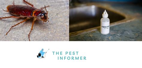 Does Ammonia Kill Roaches Ammonia For Cockroaches Updated For 2024