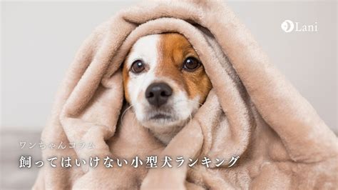 飼ってはいけない小型犬ランキングtop7！飼う前に要注意ポイントも解説！