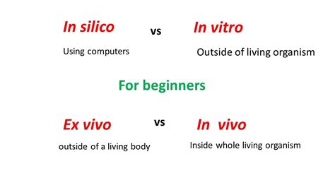 In Silico Vs In Vitro Vs Ex Vivo Vs In Vivo Experiments YouTube
