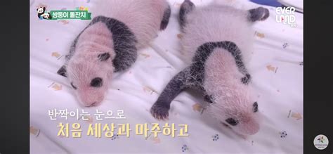 루이바오 후이바오 돌잔치영상 돌잡이