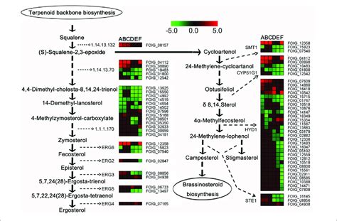 Expression Profiles Of Steroid Biosynthesis Related Genes In The