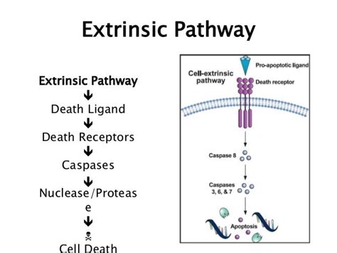 Extrinsic Pathway Of Apoptosis