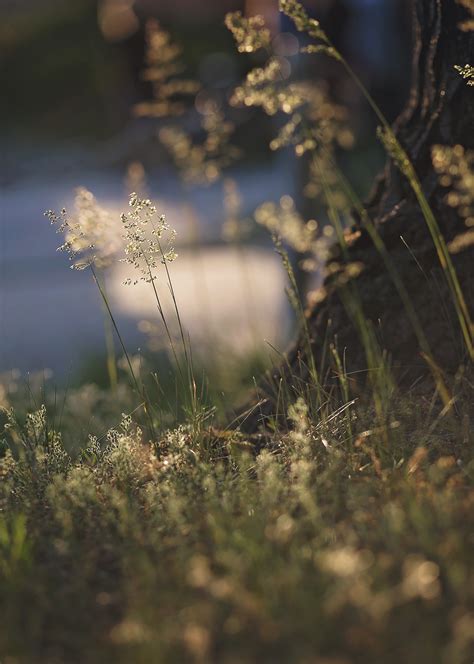 Free Images Tree Water Nature Forest Branch Light Bokeh Plant