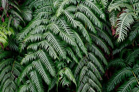 열대 기후에서 자라는 무성한 녹색 양치류 잎 고사리 잎이 있는 식물의 무성한 단풍 배경 녹색 식물 벽 0명에 대한 스톡 사진 및 기타 이미지 Istock