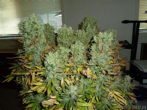 Galerie Des Variétés Ice Nirvana Seeds Pic 1544 By Nirvana Seeds