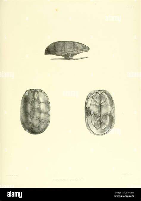 Catalogue Of Shield Reptiles In The Collection Of The British