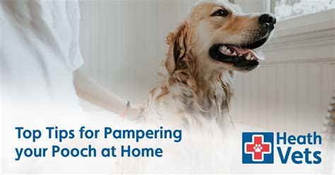 Top Tips For Pampering Your Pooch At Home Heath Vets