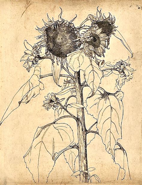 Zonnebloemen Drawing By Paula Ibarguen Fine Art America