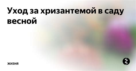 Уход за хризантемой в саду весной | Жизня | Дзен