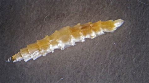 Aquatic Insects Of Central Virginia The Other Diptera True Fly
