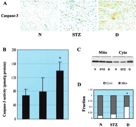 Detection Of Caspase 3 And Mitochondrial Cytochrome C Release