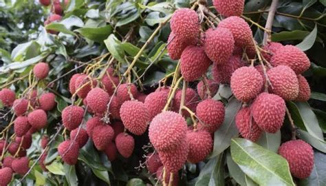 Dwarf Lychee Tree