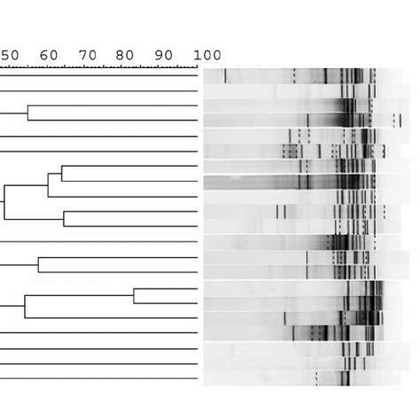Dendrogram Upgma Generated From Dgge Profiles Representing