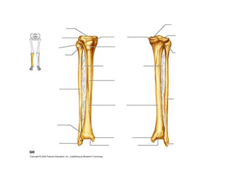 Tibia Og Fibula Quiz