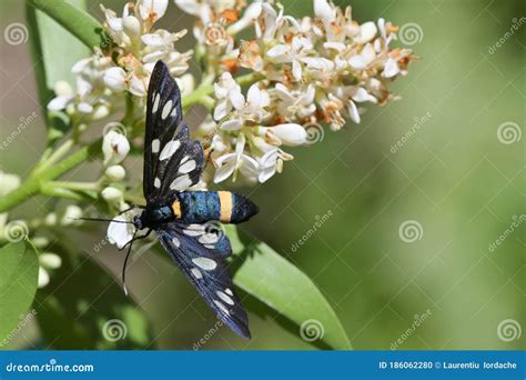 Nine Spotted Moth Or Yellow Belted Burnet Amata Phegea Mating Royalty