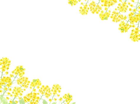 1900 Brassica Napus Ilustrasi Grafik Vektor And Clip Art Bebas