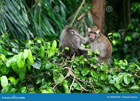 Monkey Grooming Stock Image Image Of Bali Attention 18593785