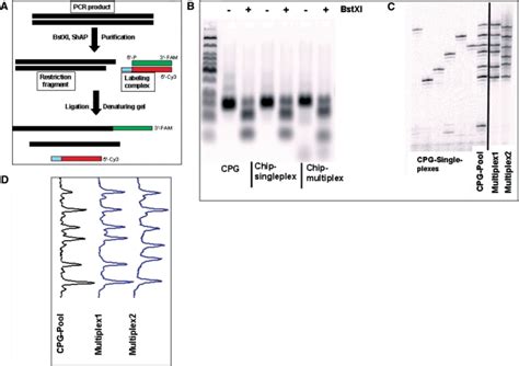 Oligonucleotides Synthesized On Microarray Surfaces Are Uniformly Download Scientific Diagram