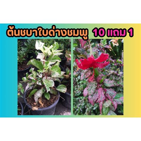 ต้นชบาใบด่างชมพู ใบด่าง 3 สี ดอกชบาสีแดง ต้นไม้ ปลูกง่าย ไม้ประดับ ไม้