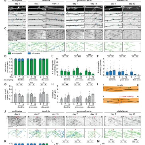 Axonal Microtubule Cytoskeleton Is Reorganized In A Distal To Proximal