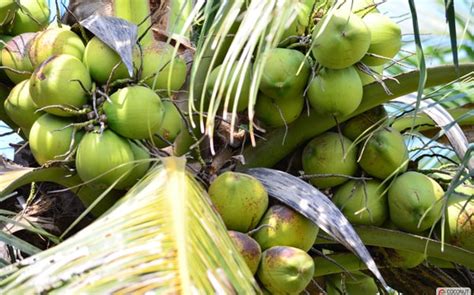 พันธุ์มะพร้าวน้ำหอม มะพร้าวแกง Coconut Thailand Coconut Thailand