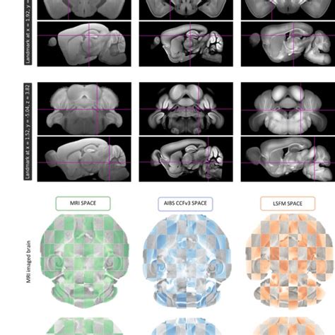 Framework For A Multimodal Mouse Brain Atlas With A Stereotaxic