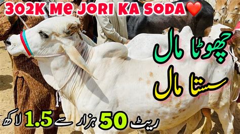 Sirf 50k To 150k Wala Maal At Malir Mandi 302k Me Jori Ka Soda
