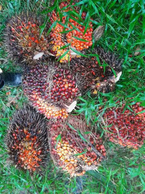 Counting Bunches Object Detection Dataset And Pre Trained Model By Palm Oil Count And Grading