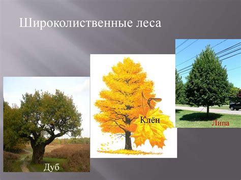 Лиственные и хвойные породы древесины презентация онлайн