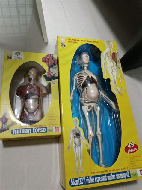 Anatomically Accurate Human Torso Expectant Mother Anatomy Kit