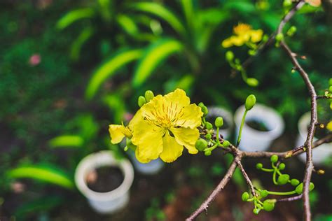 Golden Apricot Flower Plant Free Photo On Pixabay