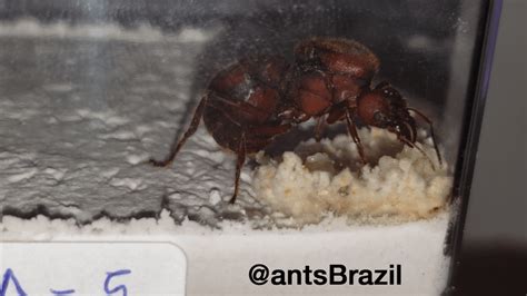 Leafcutter Ant Queen Starting A Colony Atta Sexdens Antkeeping
