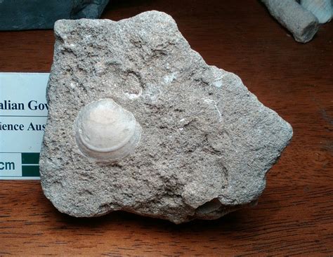 Tamala Limestone Bivalve On Matrix Members Gallery The Fossil Forum