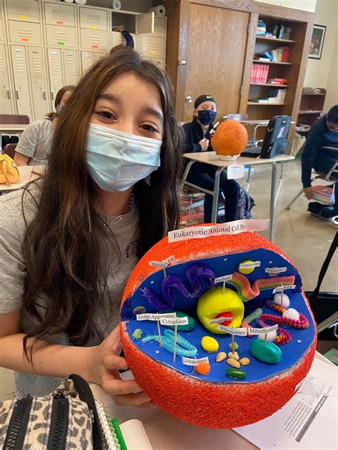 7th Grade Cell Project St James School Manchester Ct