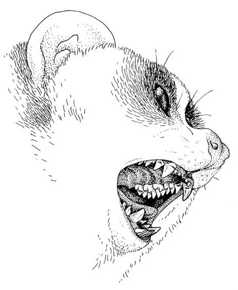 Loris And Potto Care Measures Necessary For Protection Of Humans Keepers