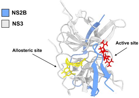 Structural Insights Into Plasticity And Discovery Of Flavonoid
