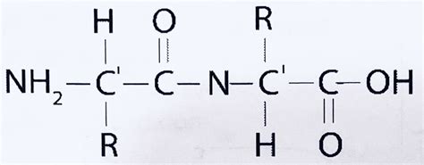 Understanding Phi ϕ And Psi ψ Angles In Peptides Csir Net Life