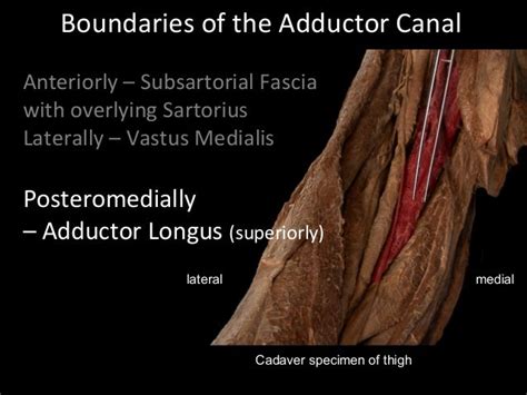 Slideshow Adductor Canal