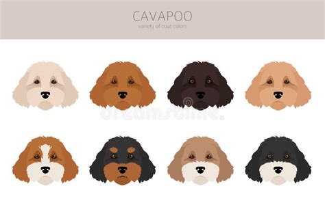 Cavapoo Stock Illustrations 61 Cavapoo Stock Illustrations Vectors And Clipart Dreamstime
