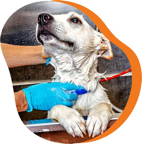 Mobile Pet Grooming In Tioga Tx Furry Land Mobile Grooming