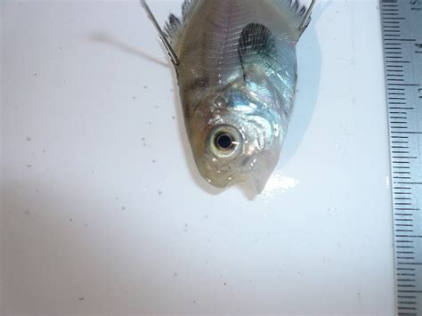 イボダイ WEB魚図鑑
