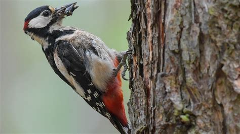 Spechte Die Architekten Unter Den Vögeln Artenschutz Tiere Natur
