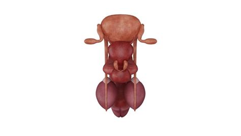 남성 생식 기관 3d 모델 3d 모델 Turbosquid 2208911
